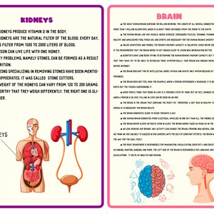 Anatomy Flashcard for Kids , Human Body Cards , Printable Preschool ...