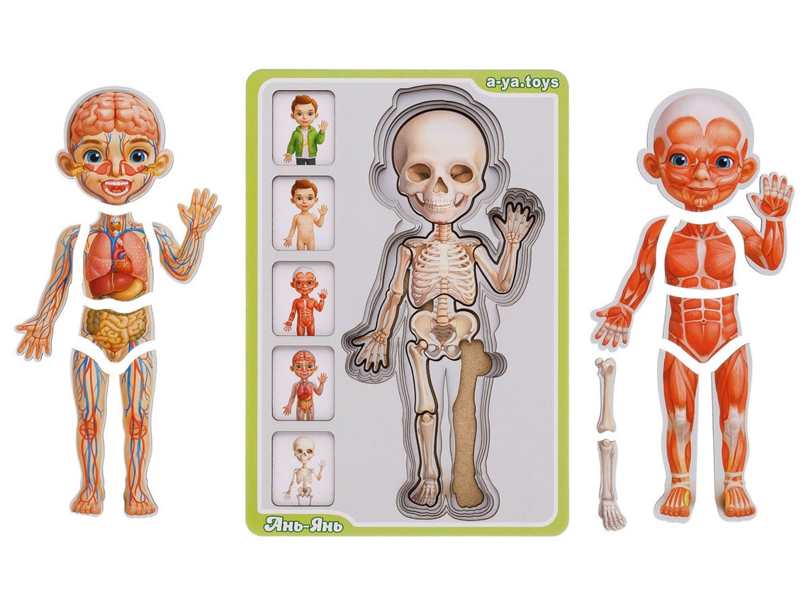 Human Anatomy Puzzles for Kids Five-layer Puzzles - Etsy