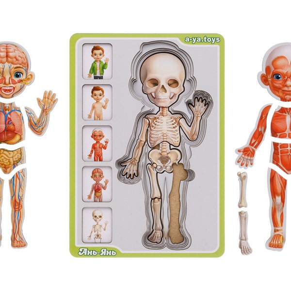 Human Body Puzzle - Etsy