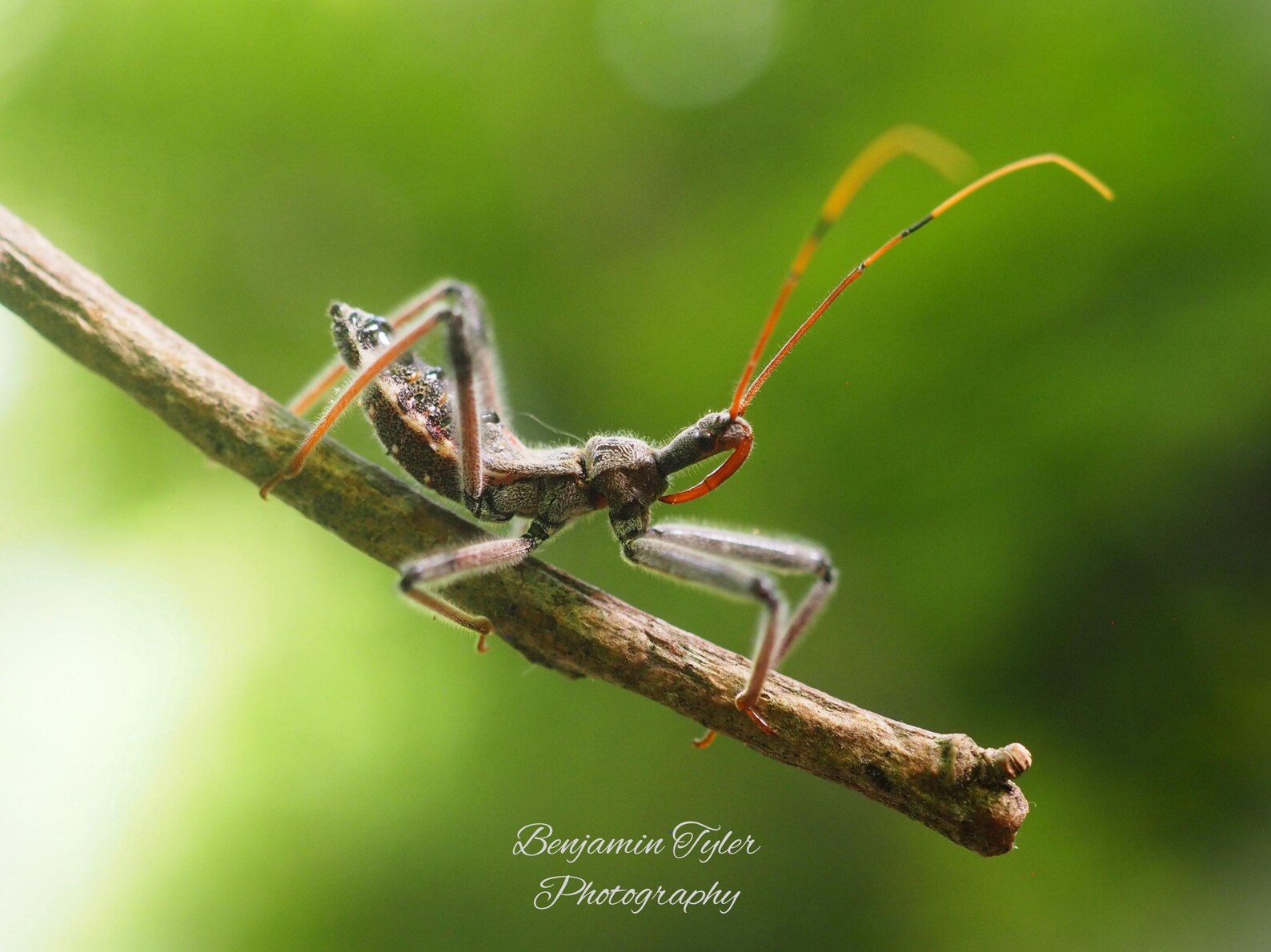 Wheel Bug Photography Print | Bug Photography | Insect Art | South ...