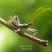 Wheel Bug Photography Print | Bug Photography | Insect Art | South ...