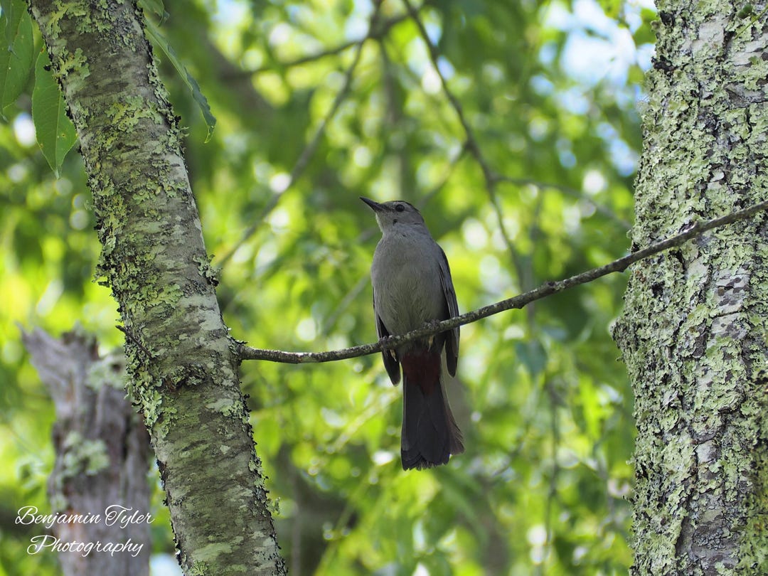 Gray Catbird Photography Print | Bird Photography | Bird Art | West ...