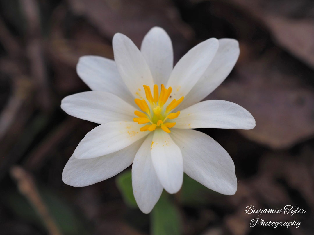 Bloodroot Photography Print | Flower Photography | Botanical Art ...