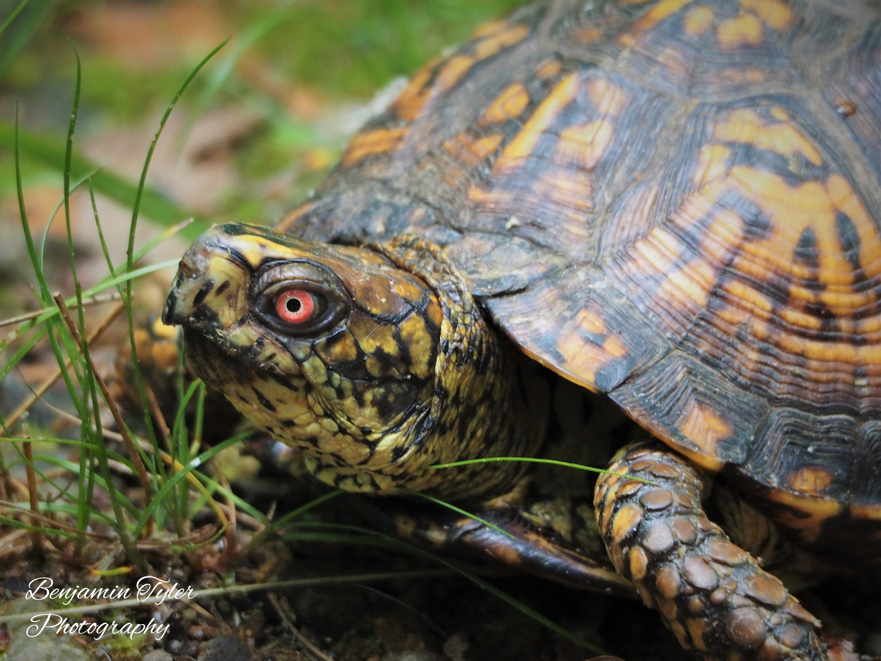 Box Turtle Photography Print | Turtle Photography | Reptile Art | North ...