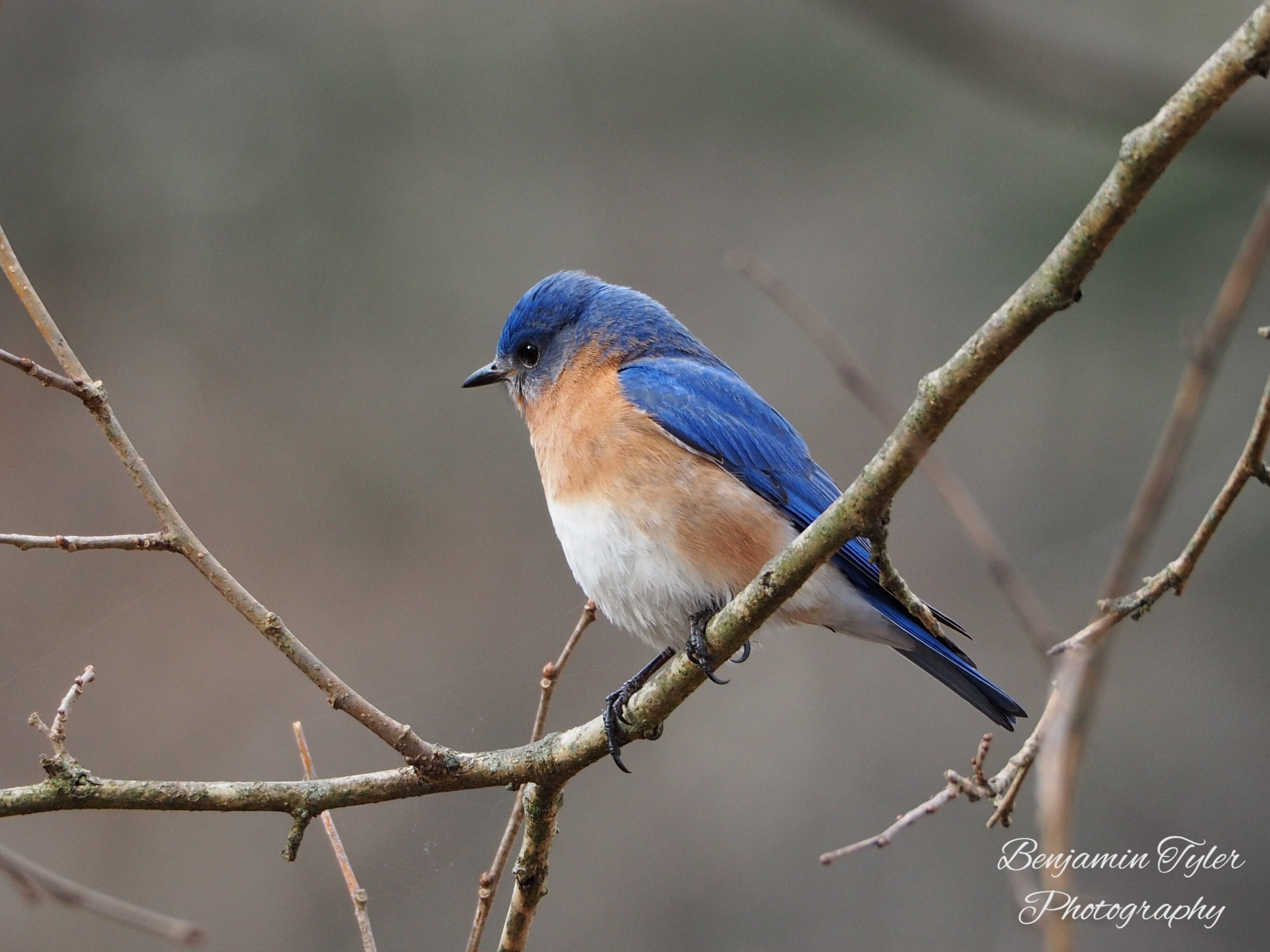 Bluebird Photography Print | Bird Photography | Bird Art | North ...