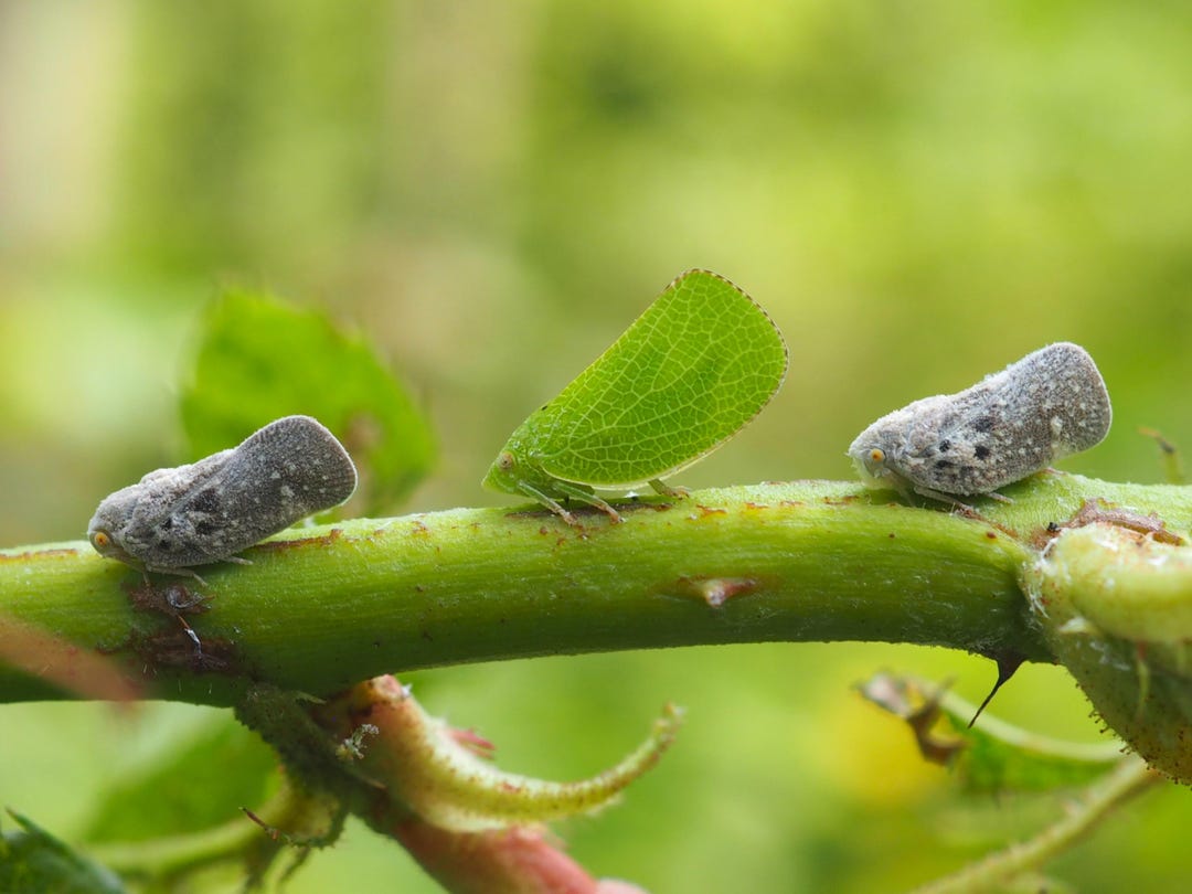 Planthopper Photography Print | Hopper Photography | Bug Art ...