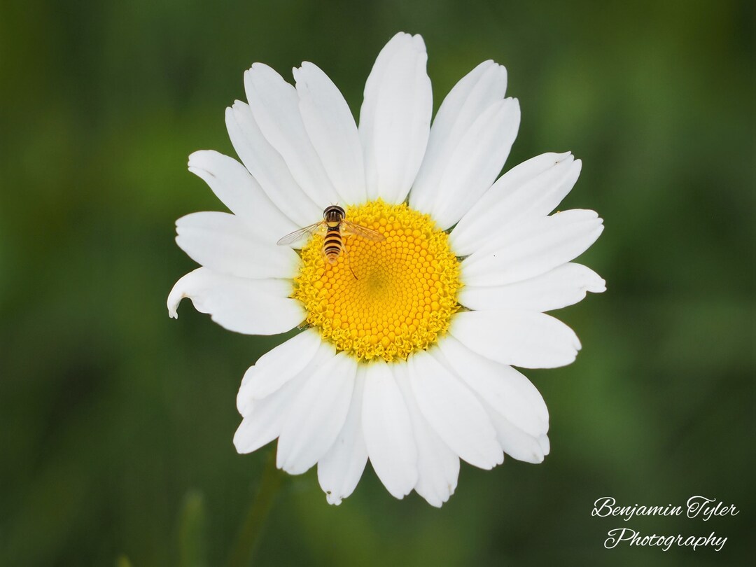 Daisy Photography Print | Flower Photography | Botanical Art | West ...
