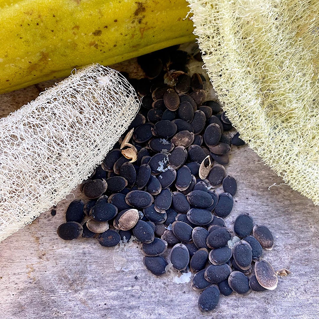 Loofa Seeds - Luffa/loofah Seeds, Vegetable/sponge - Etsy