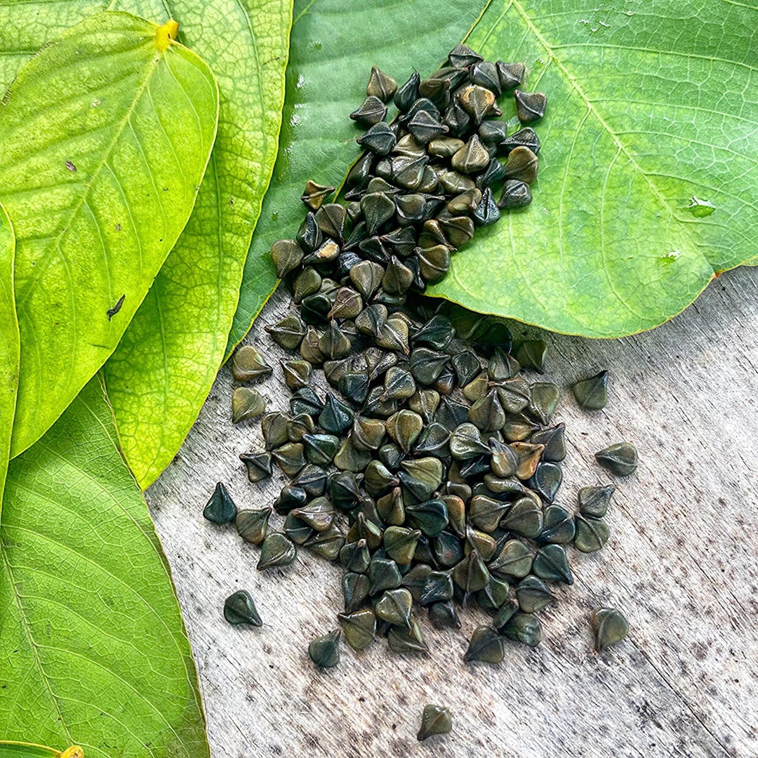 Cassia Senna Alata Seeds - Candlebush, King of the Forest, Ringworm ...