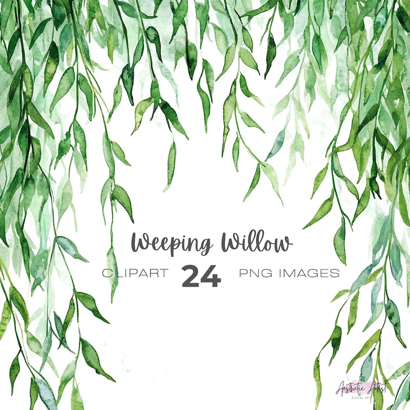 Willow Tree Branch Image - Etsy