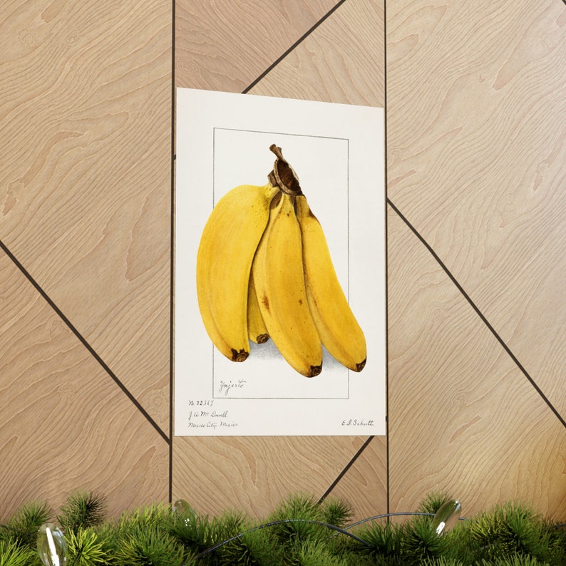 Bananas Watercolor Art Print, Vintage Pomological Poster, Perfect for ...