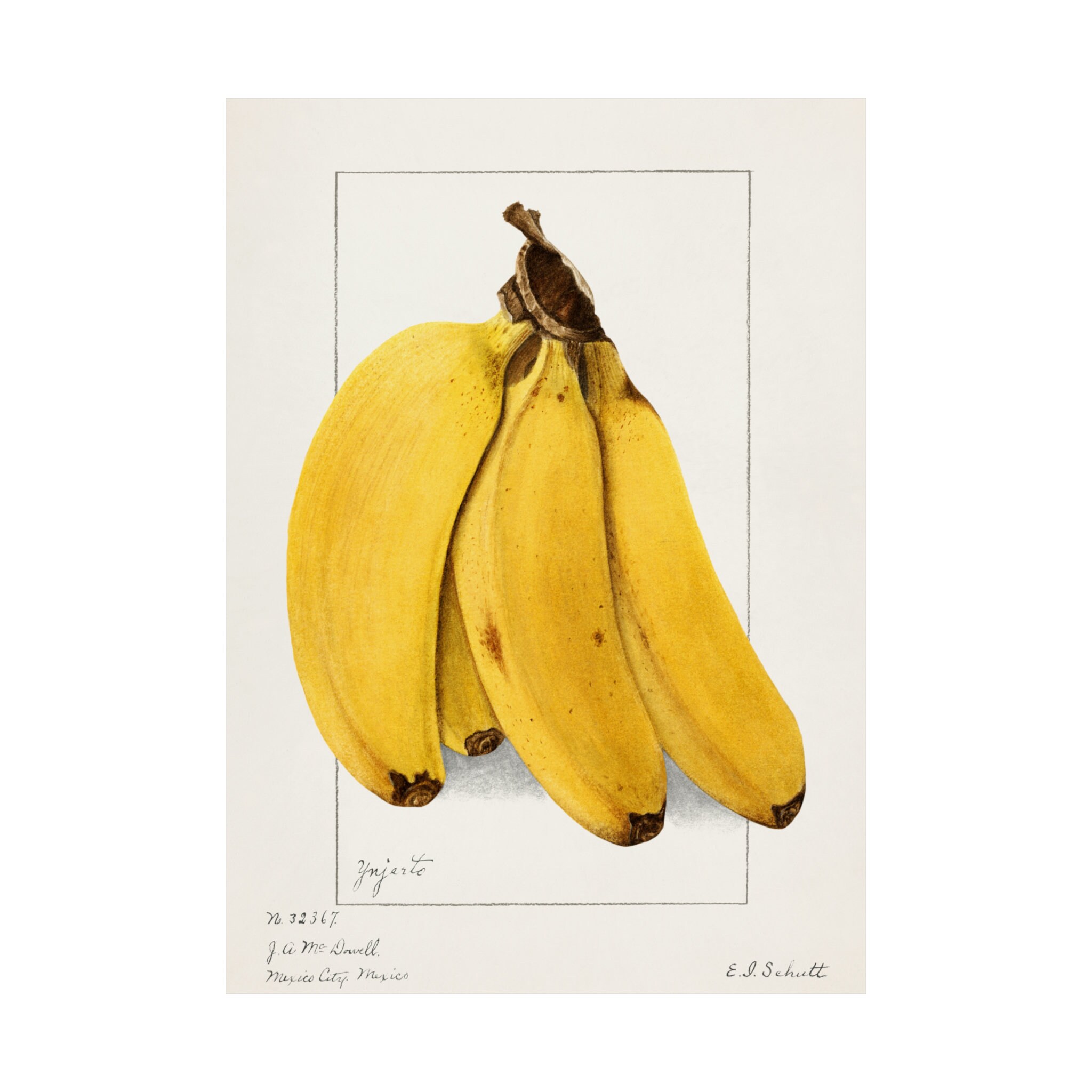 Bananas Watercolor Art Print, Vintage Pomological Poster, Perfect for ...