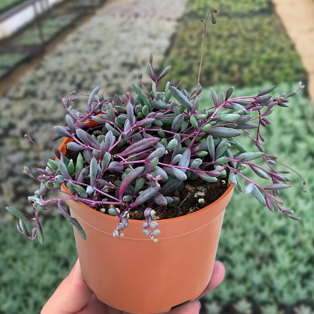 Live Othonna Capensis Little Pickles, 4'' Succulent Plant Fully Rooted ...