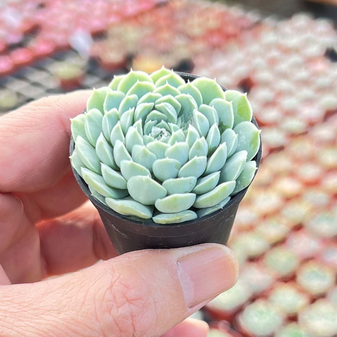 Echeveria 'ball of Fat' Rosette Succulent Plant, Fully Rooted in 2 ...