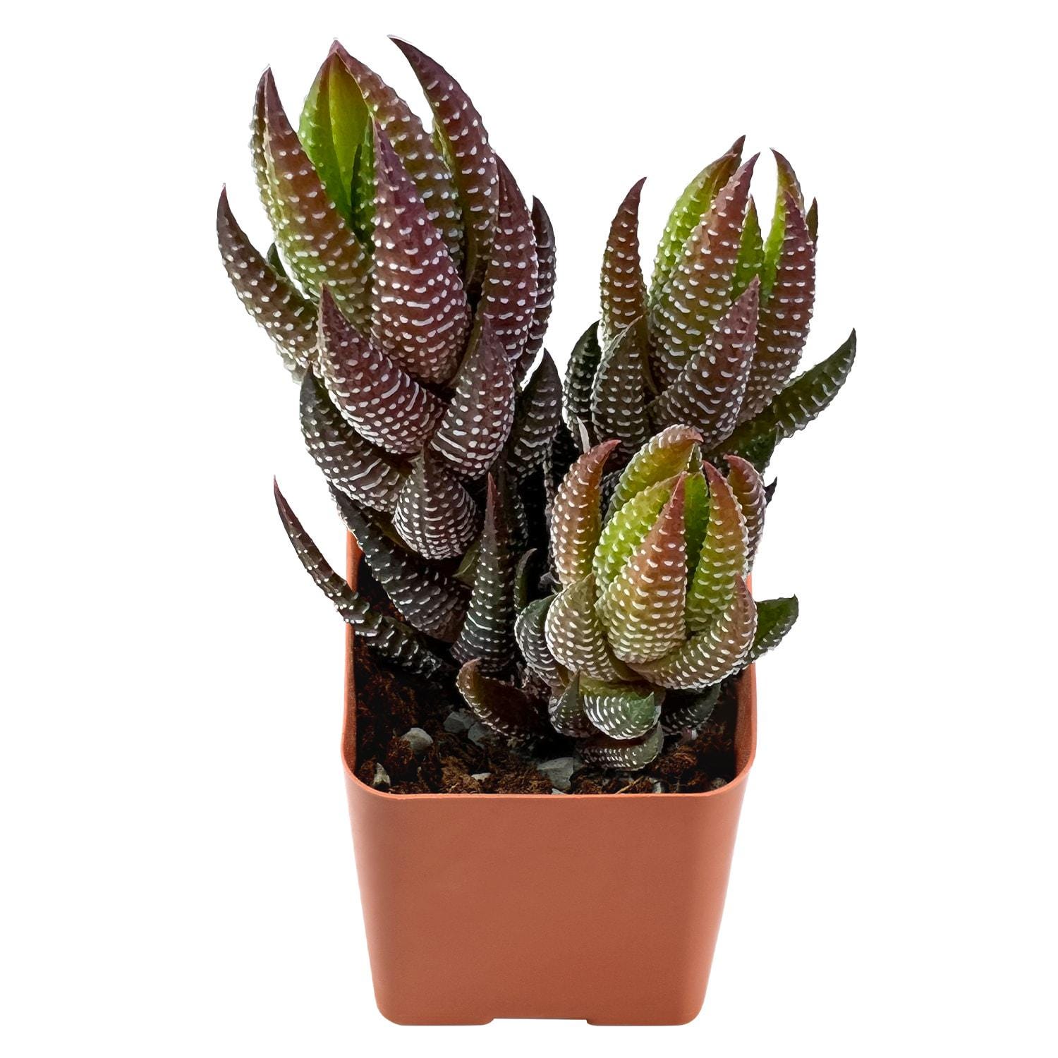 Live Haworthia Coarctata Var.adelaidensis Succulent Plant, Rooted in 2 ...