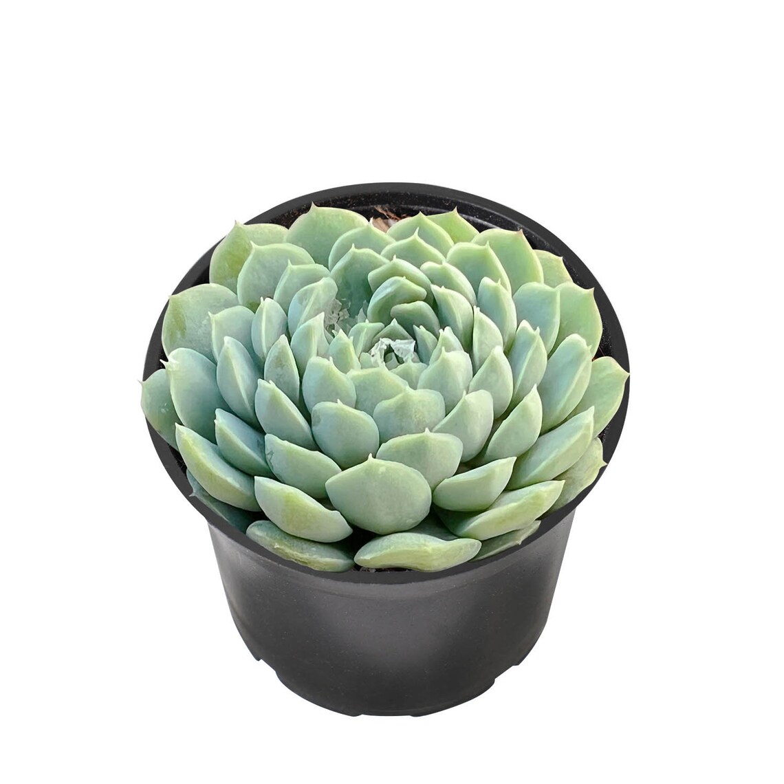 Echeveria 'ball of Fat' Rosette Succulent Plant, Fully Rooted in 2 ...