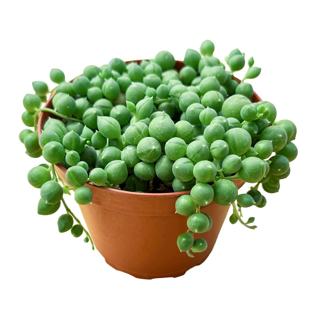 String of Pearls, 4 Inch Live Trailing Succulent Fully Rooted in Pots ...