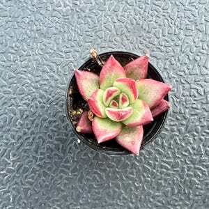 Echeveria Roca Rosette Succulent Plant, Rooted in 2'' Round Pot, Good ...