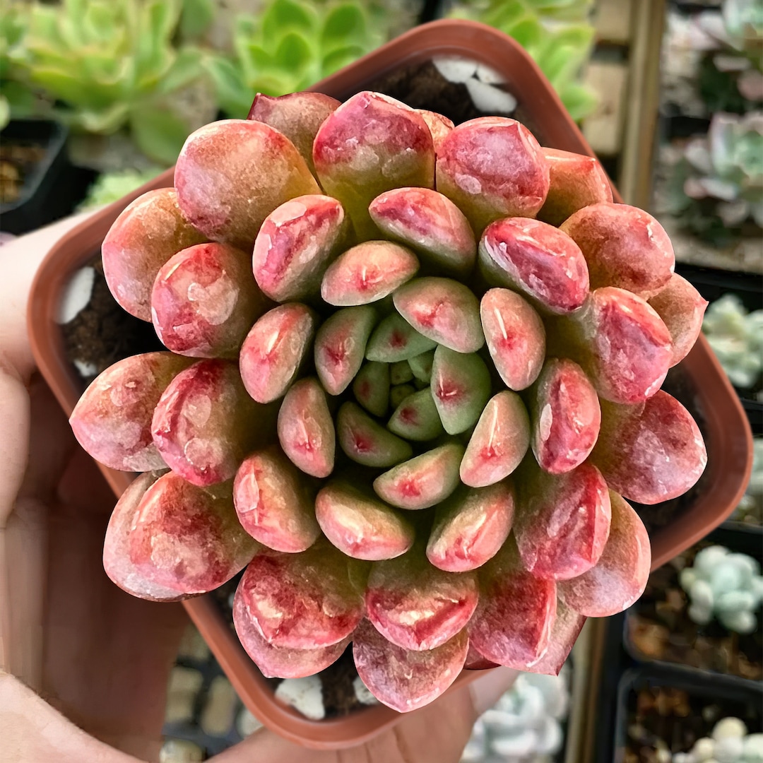 Echeveria 'pink Ruby' Rosette Succulent Plant,potted in 2'' Planter ...