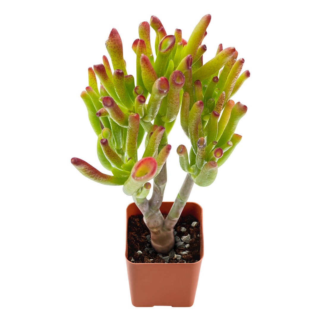 Jade Plant, Crassula Ovata 'gollum', Gollum Jade, Money Tree, Jade Tree ...