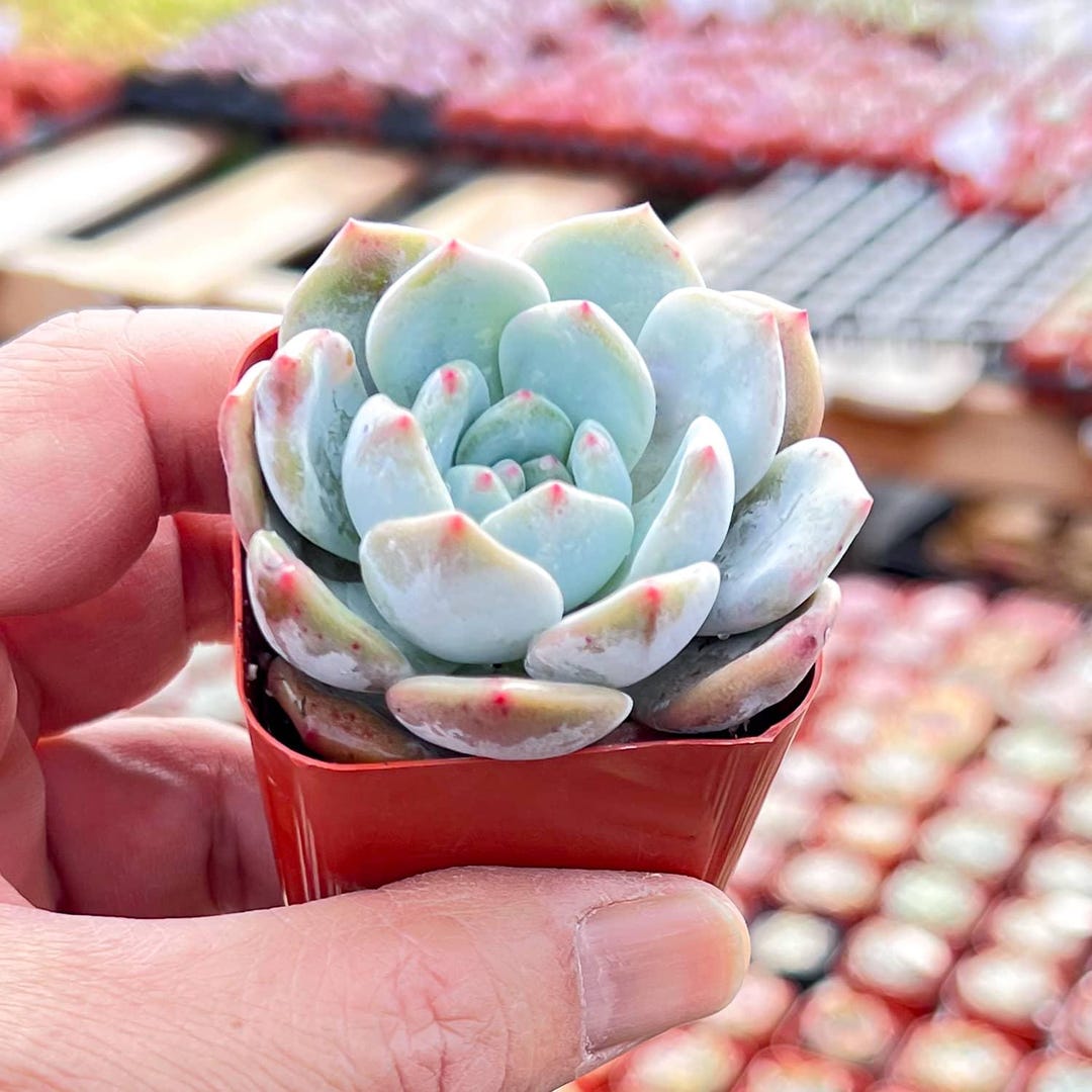 Xgraptoveria 'orange Sherbet' Succulent: Rooted 2'' Plant, Home Decor ...