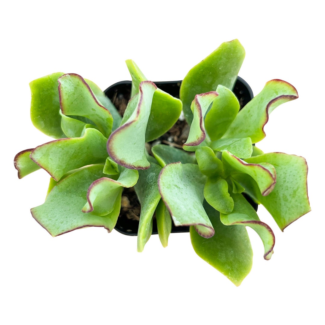 Jade Plant, Crassula Arborescens Undulatifolia Ripple Jade, Jade Tree ...