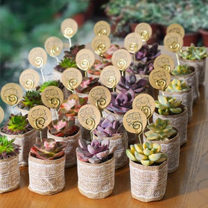 24/36 Packs Bulk Succulent Favors--party Favors, Baby Shower, Bridal ...