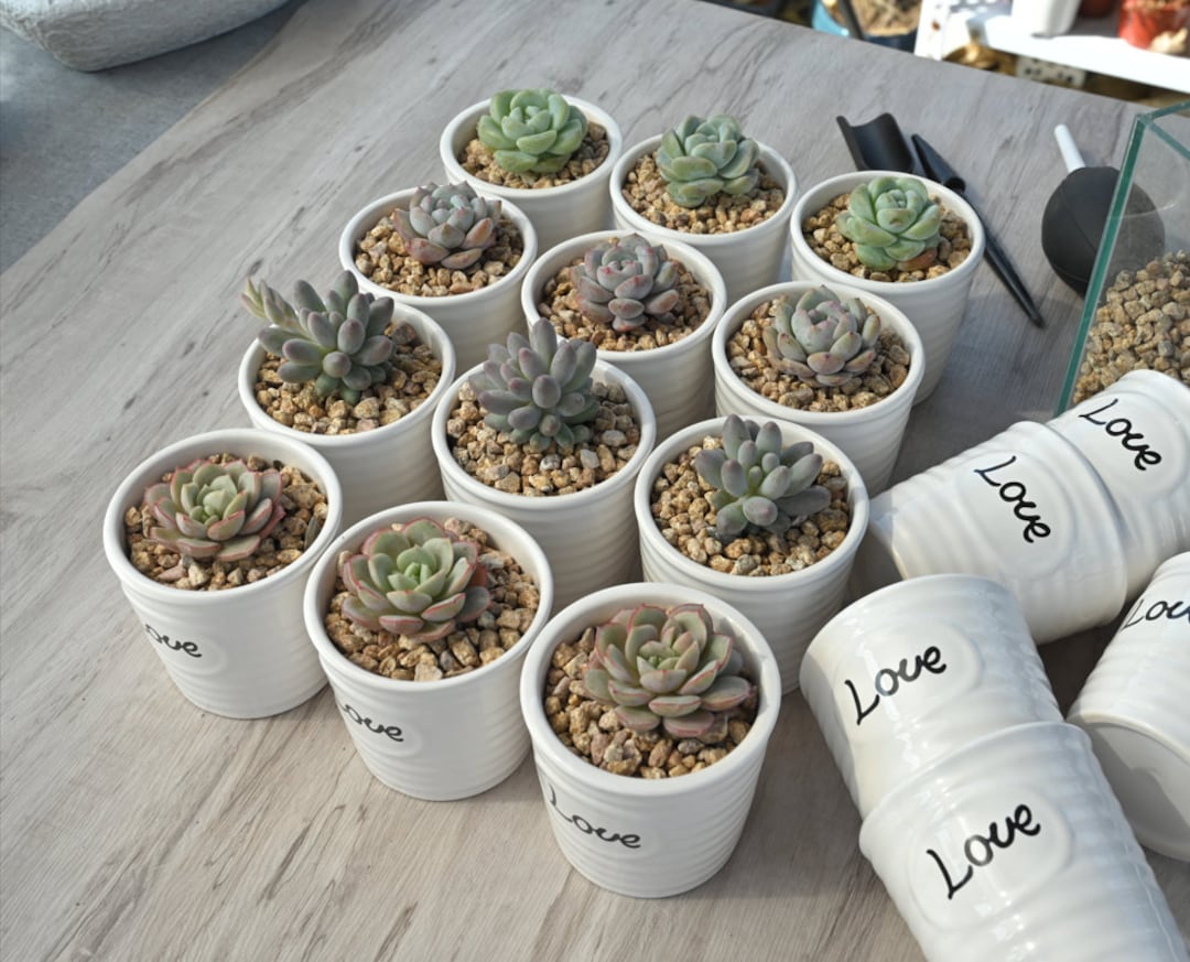 Succulent Plant Favors, 12 Ceramic Love Pots, Home Decor/wedding Party ...