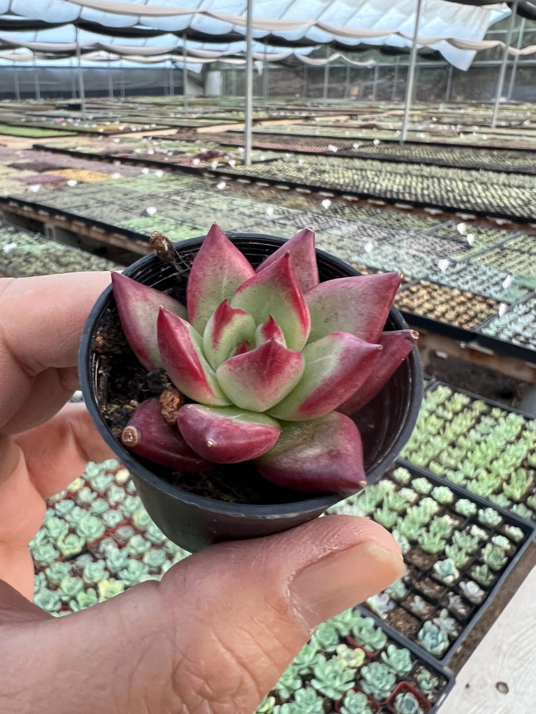 Echeveria Roca Rosette Succulent Plant, Rooted in 2'' Round Pot, Good ...