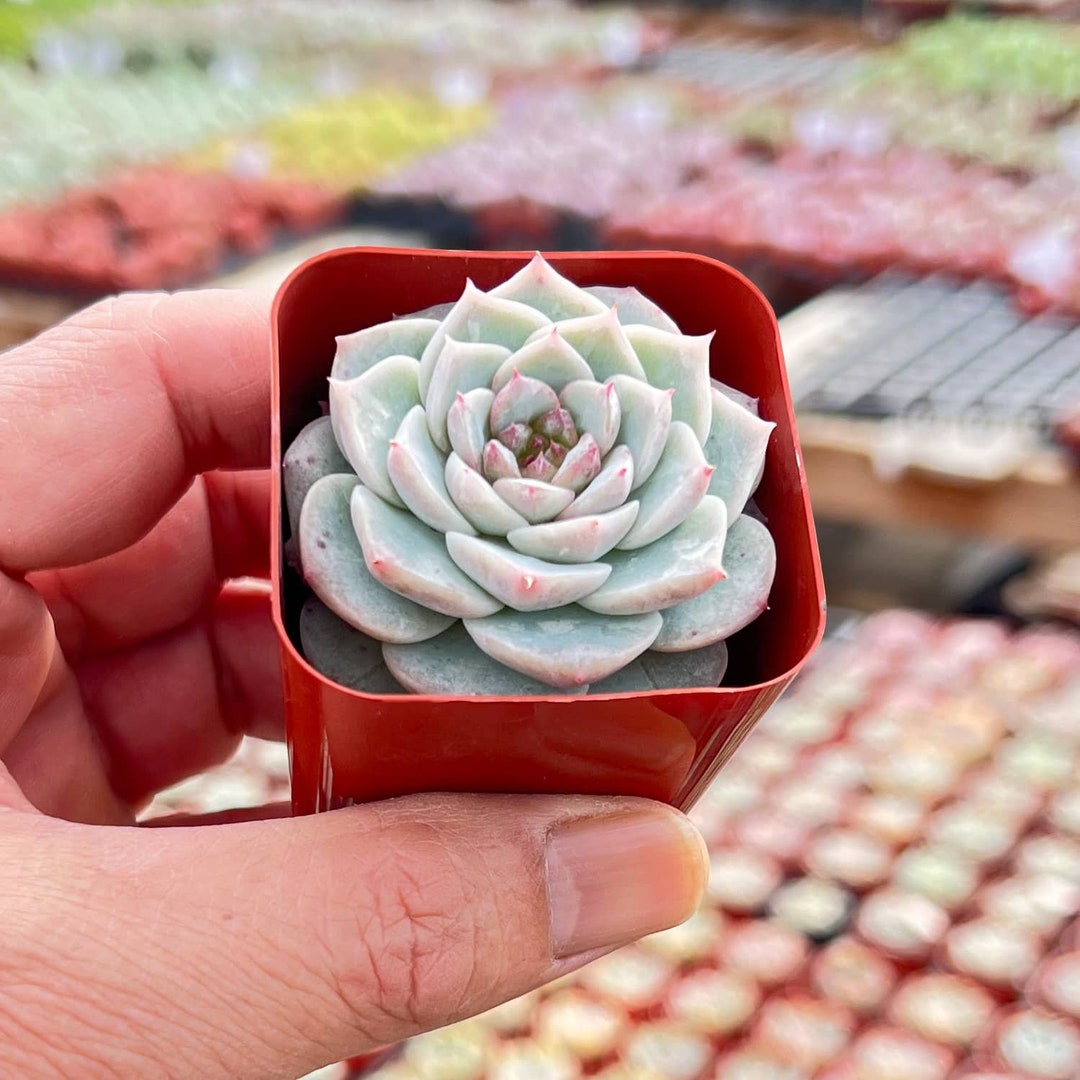 Echeveria 'red Velvet' Rosette Succulent Plant, Rooted in 2'' Pot ...