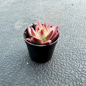 Echeveria Roca Rosette Succulent Plant, Rooted in 2'' Round Pot, Good ...