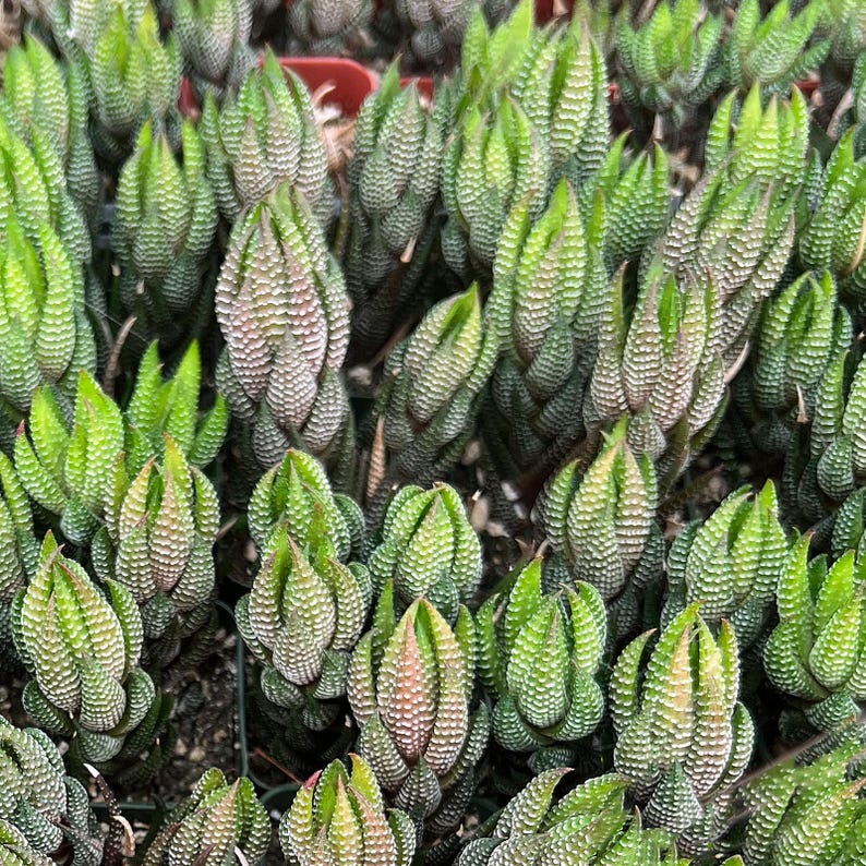 Live Haworthia Coarctata Var.adelaidensis Succulent Plant, Rooted in 2 ...