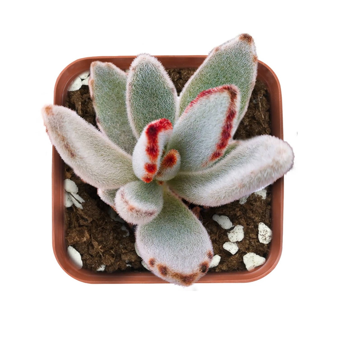 Panda Plantkalanchoe Tomentosa Succulent Plant, Rooted in 2'' Planter ...