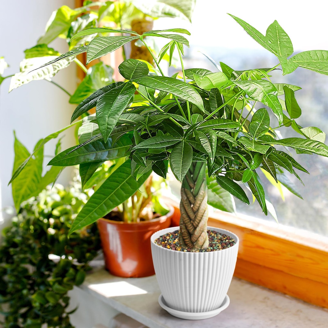 Live Plant Money Tree & Coin Tags in White/green/vintage Pot, Home ...
