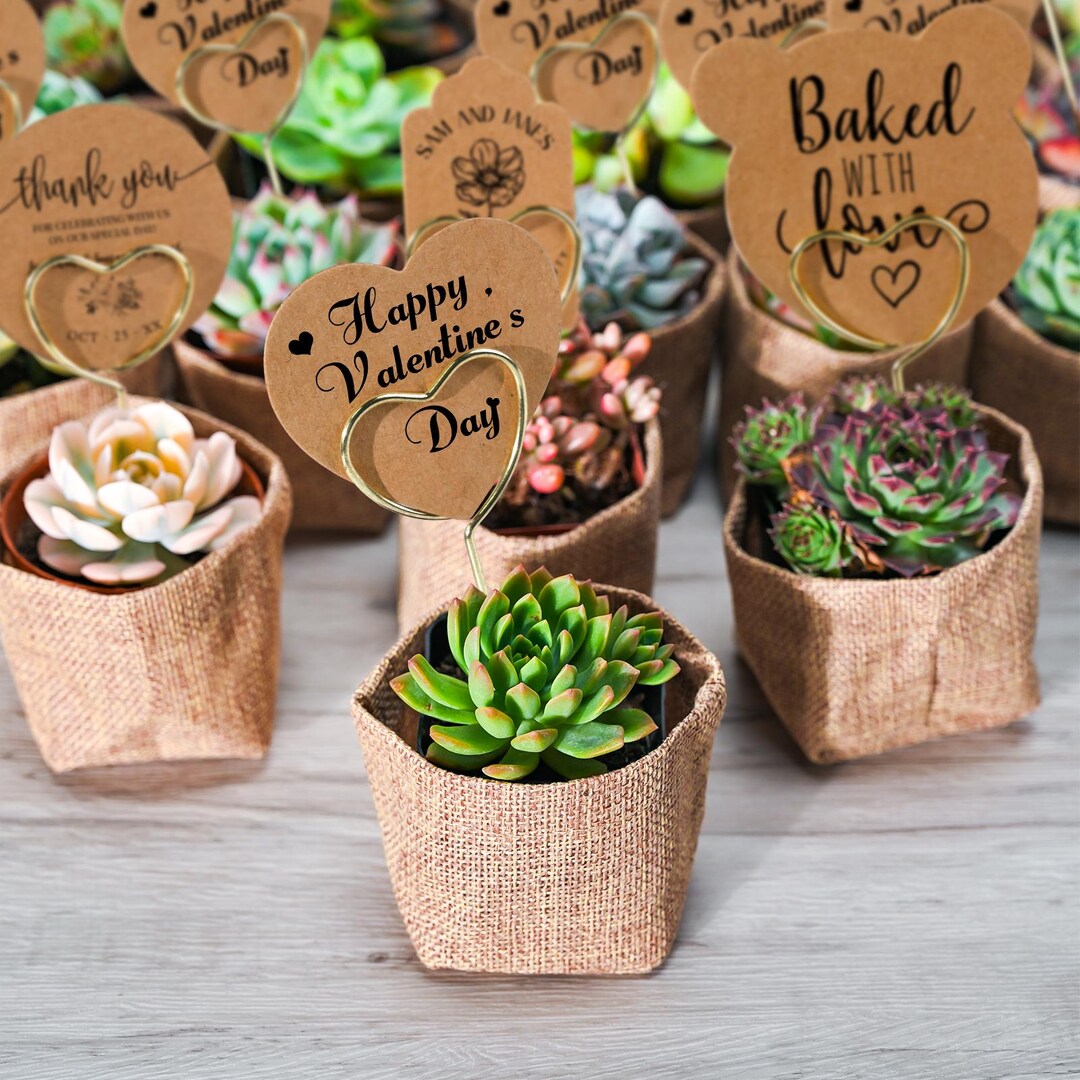 Live Succulents With Burlap Wraps & Custom Tags for Wedding Party, Baby ...