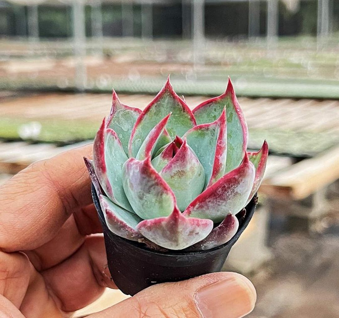 Echeveria Agavoides 'casio' Rosette Succulent Plant, Rooted in 2'' Planter, Perfect for Indoor ...