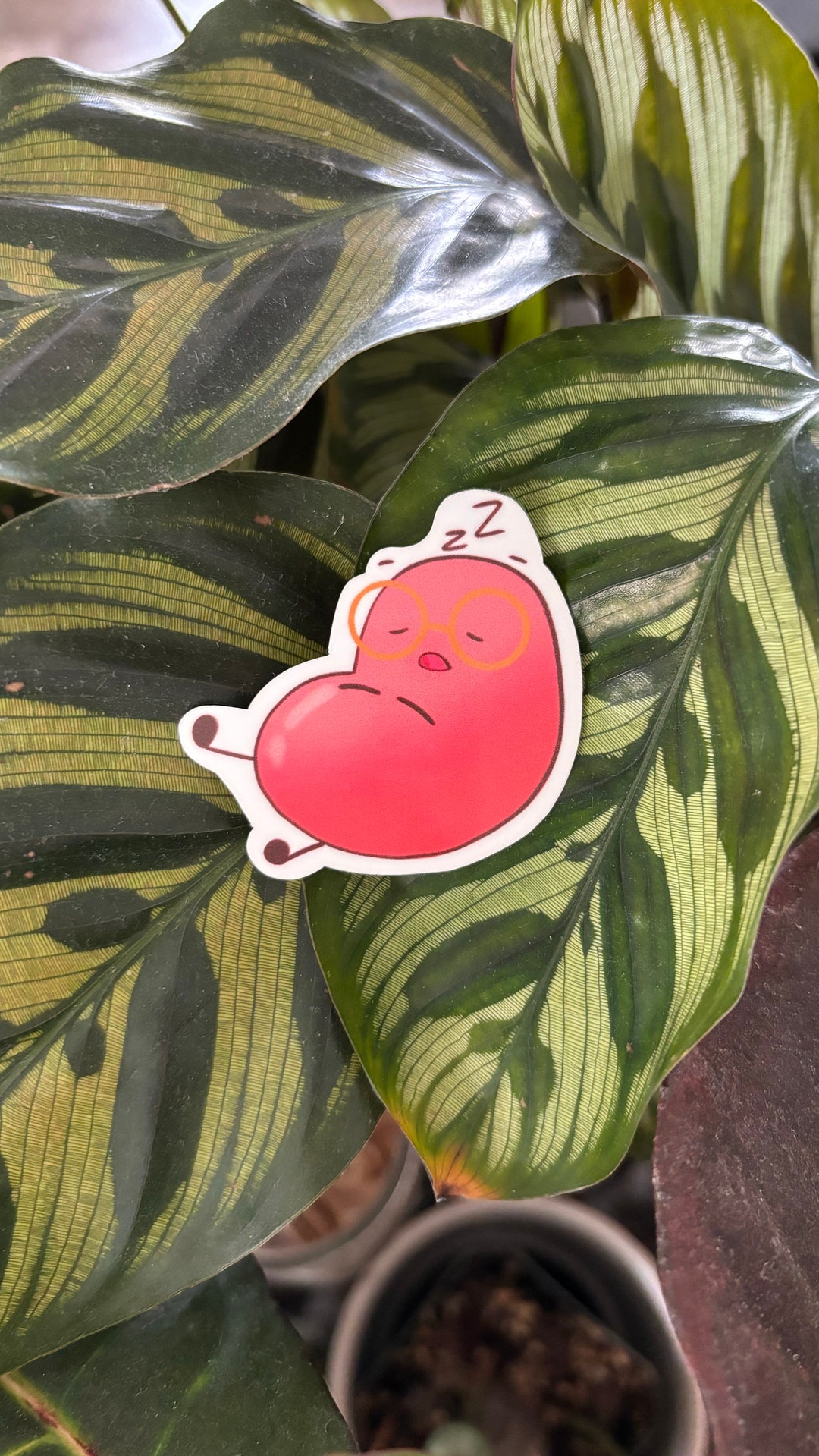 Sleeping Bean | Cute Vinyl Sticker - Etsy