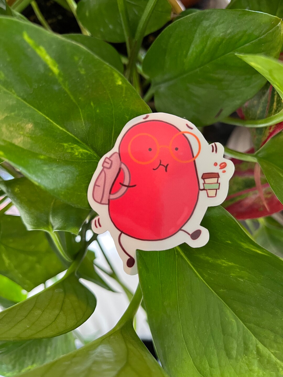 Late to Class Bean | Cute Vinyl Sticker - Etsy