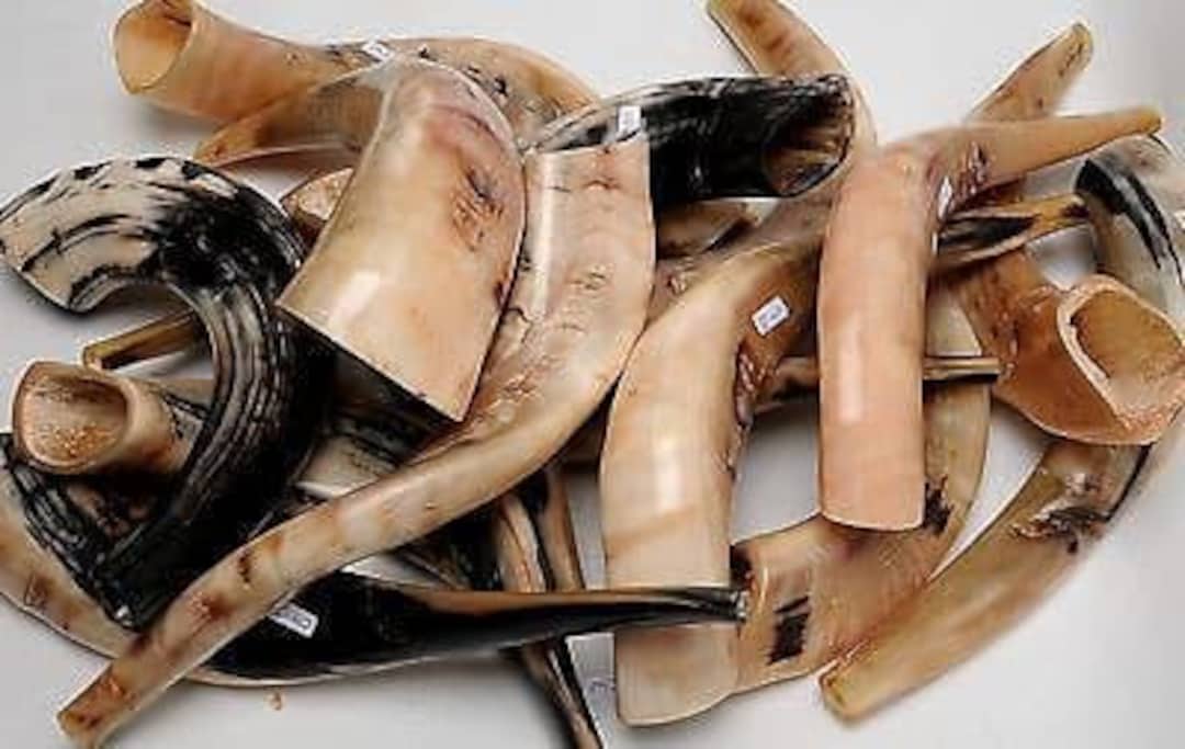 Authentic High Quality Polished Shofar Size 1416 / 35cm-40cm - Etsy