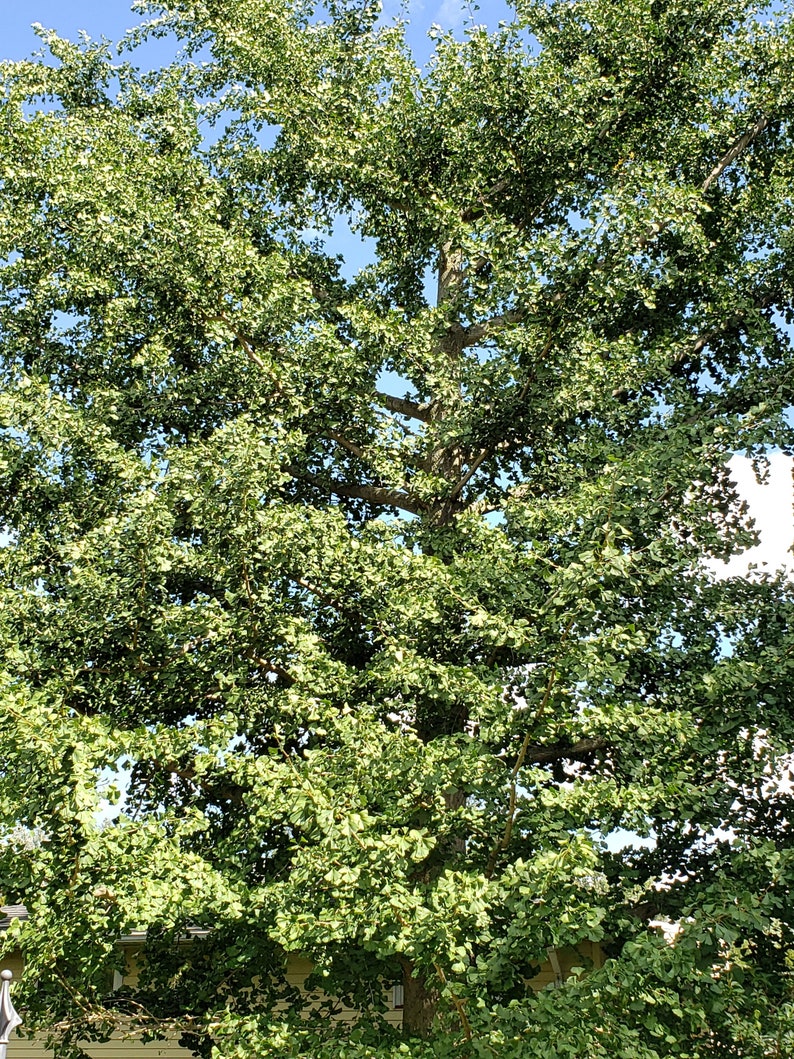 Ginko Biloba Cut Dry Leaves. Green Leaves Also Available! - Etsy