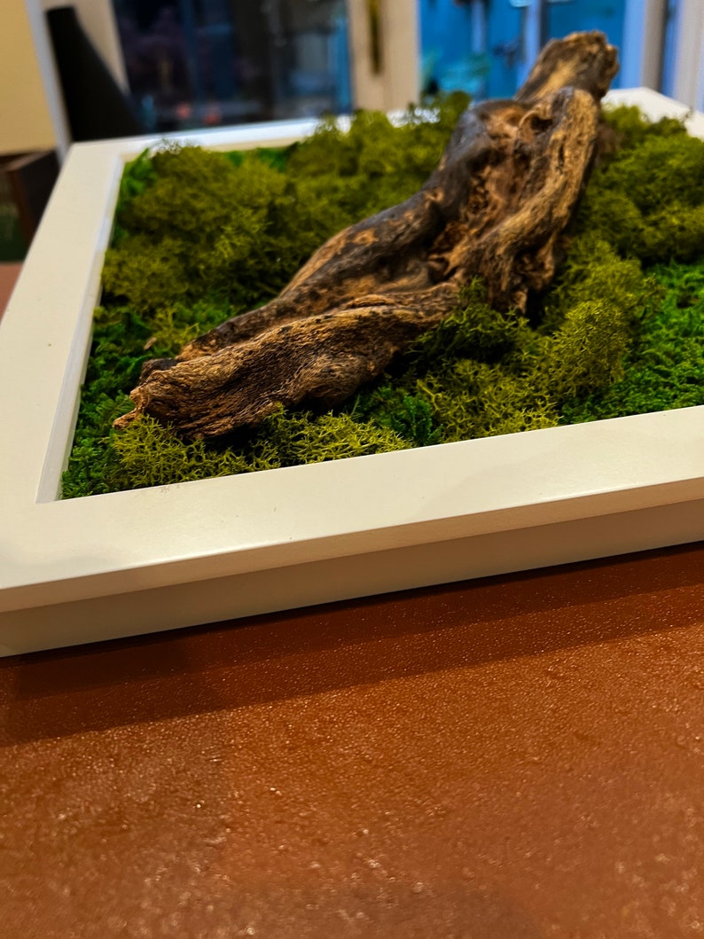 Wall Living Moss Frame - Etsy