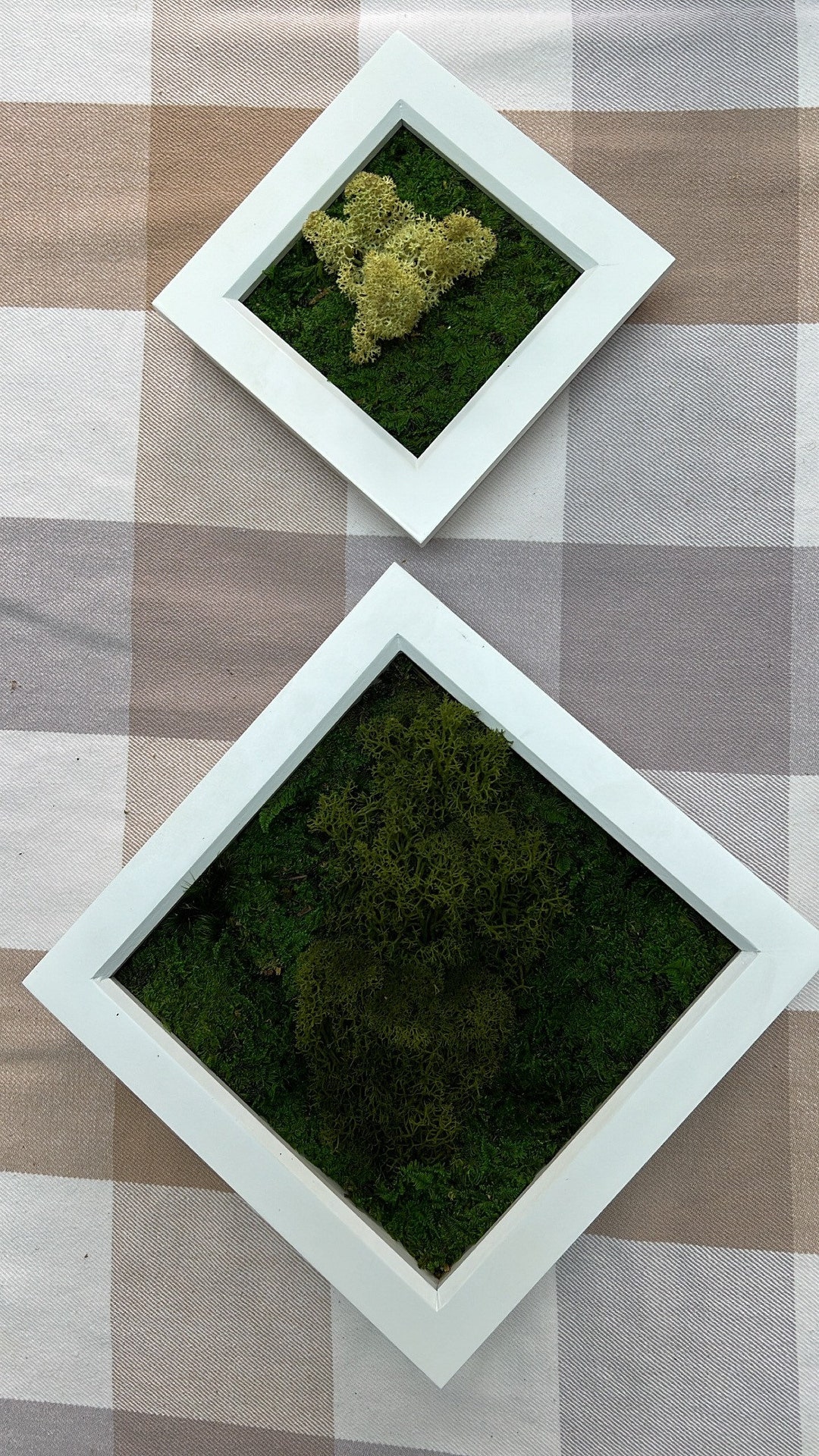 Living Moss Frame - Etsy