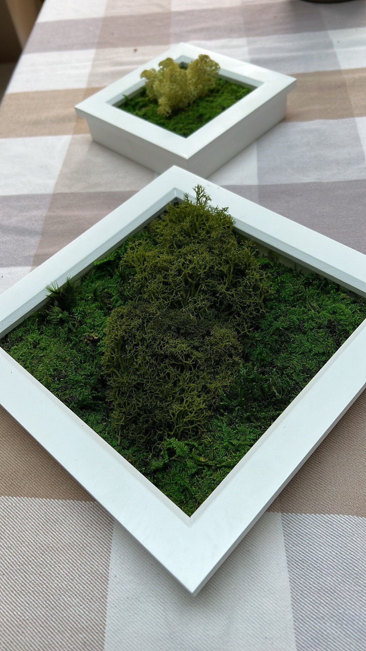 Living Moss Frame - Etsy