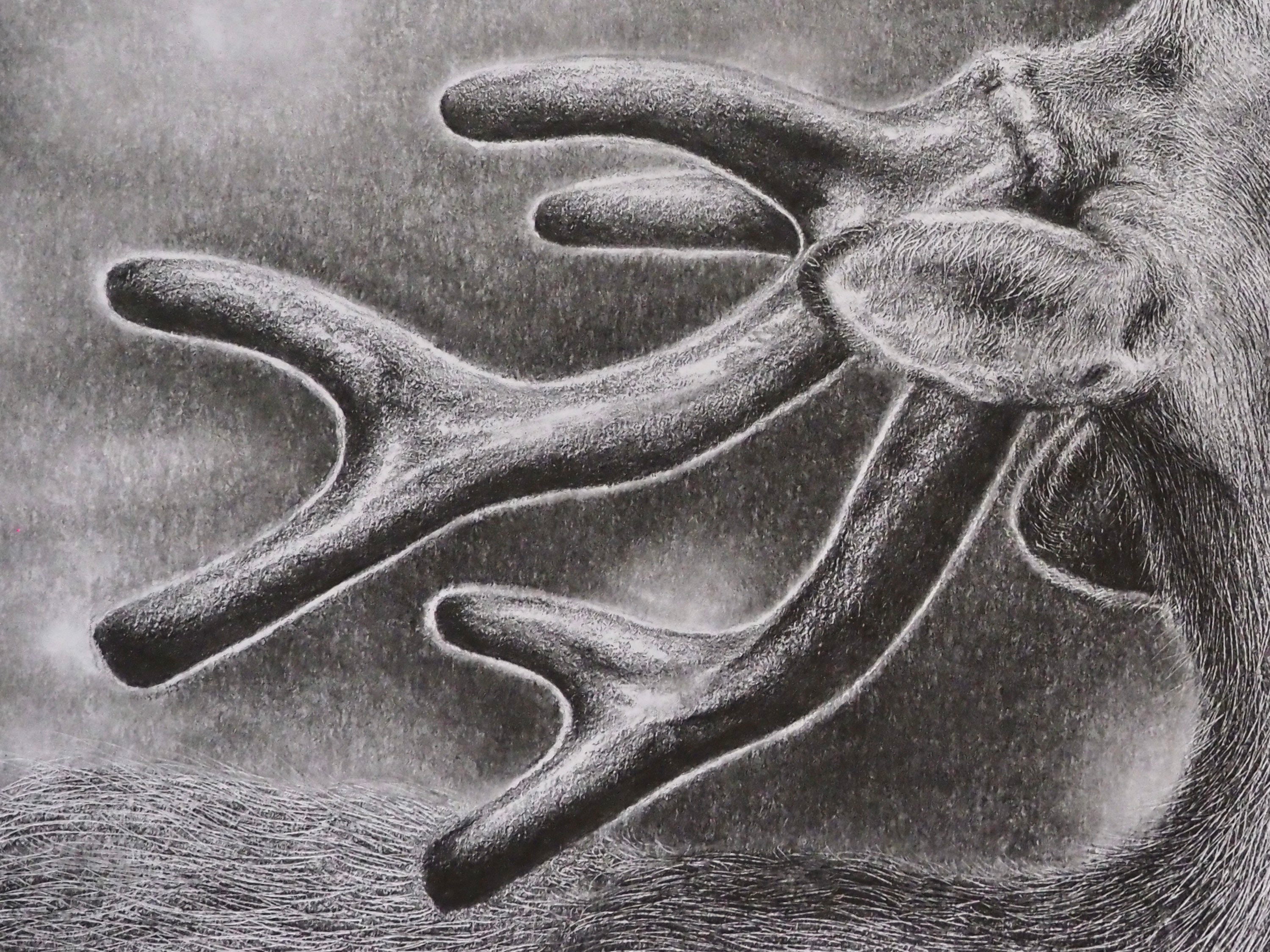 Forest Stag Deer Graphite Pencil Original Drawing Gift - Etsy