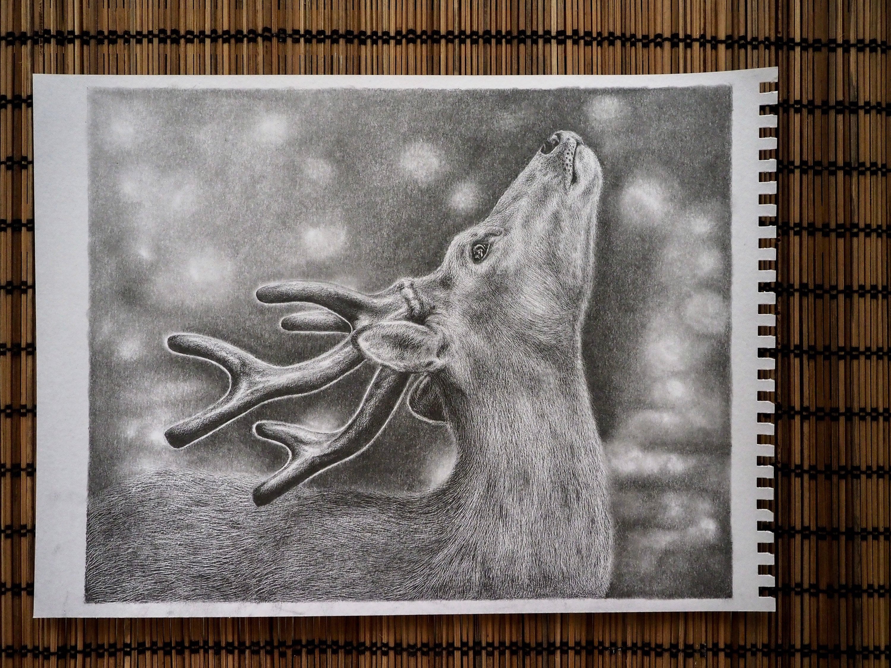 Forest Stag Deer Graphite Pencil Original Drawing Gift - Etsy
