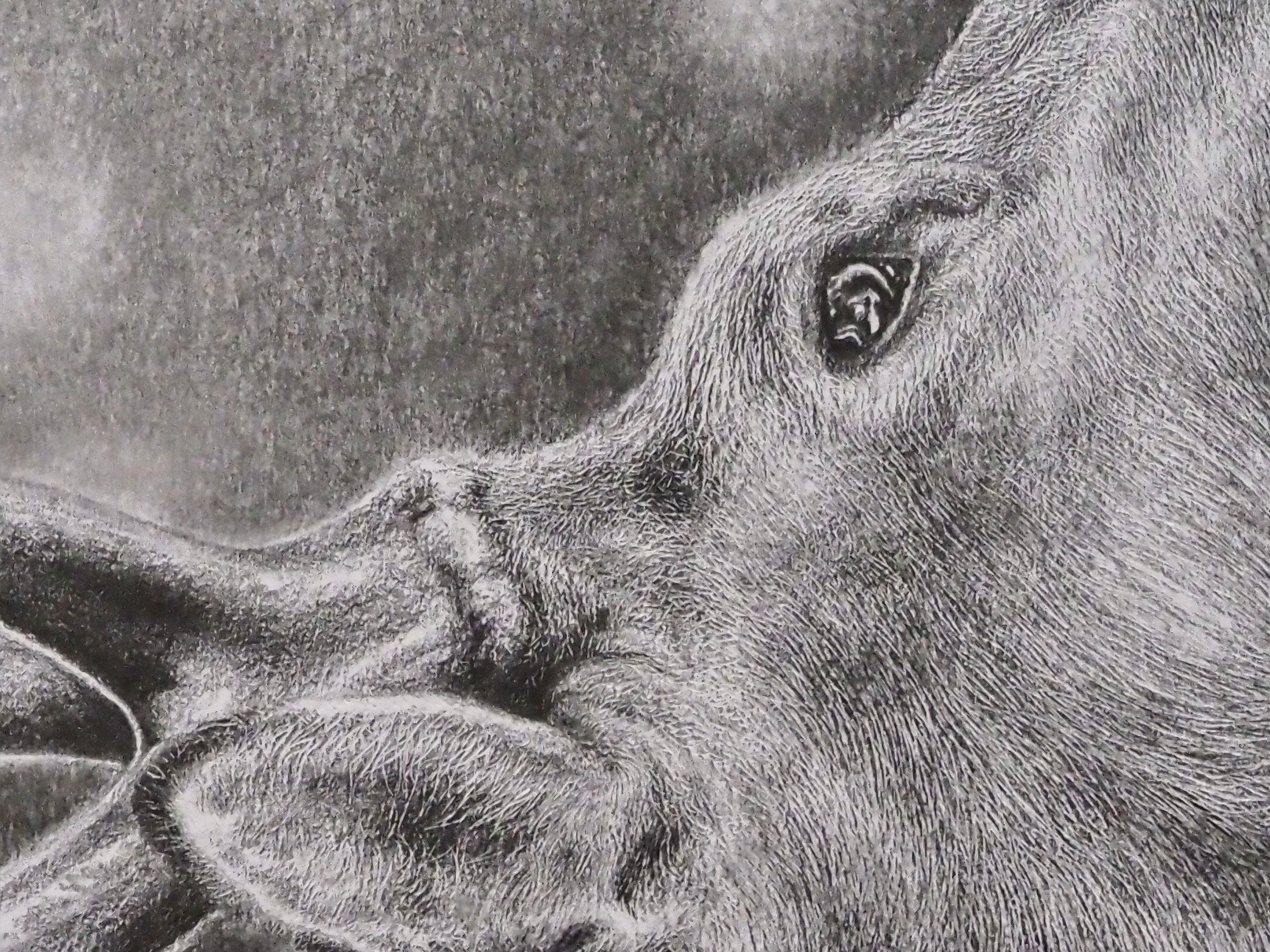 Forest Stag Deer Graphite Pencil Original Drawing Gift - Etsy