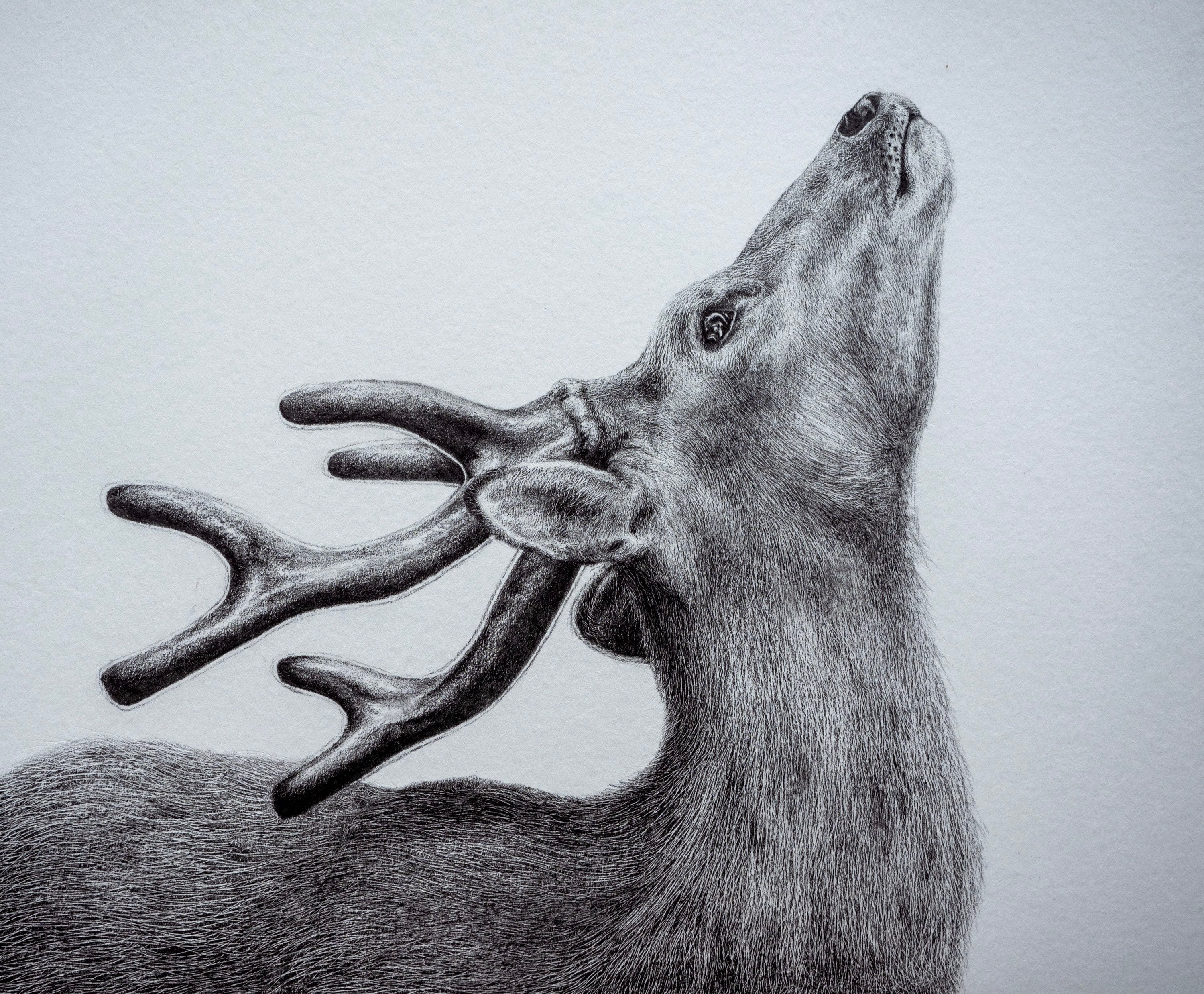 Forest Stag Deer Graphite Pencil Drawing Print - Etsy