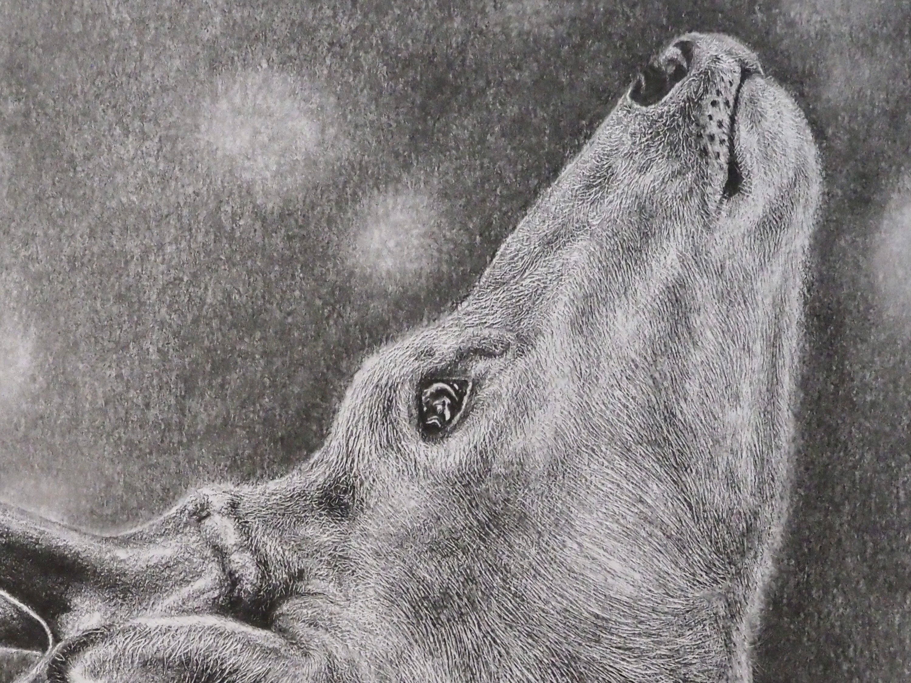 Forest Stag Deer Graphite Pencil Original Drawing Gift - Etsy