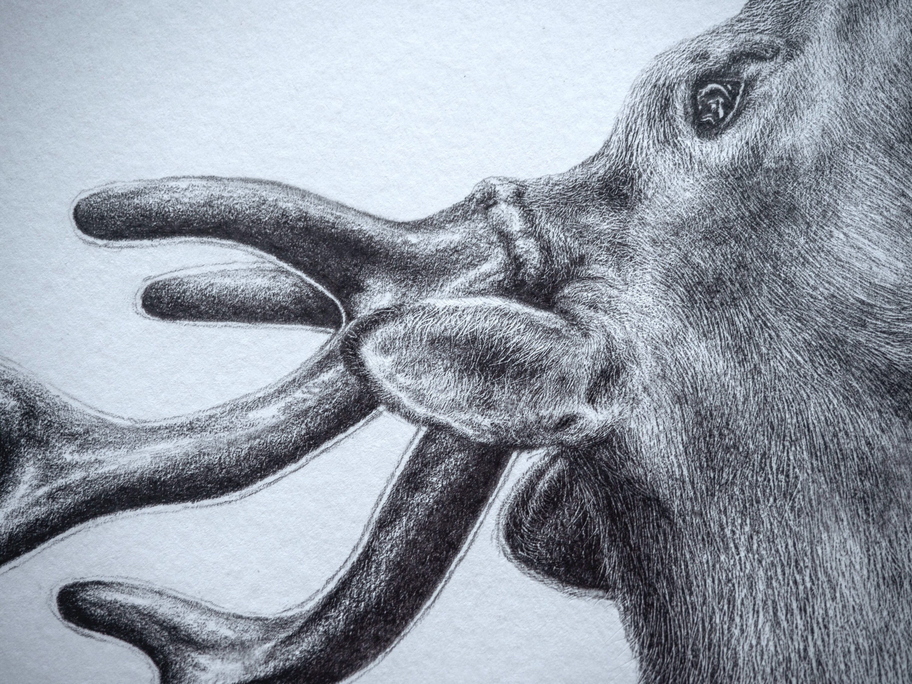 Forest Stag Deer Graphite Pencil Drawing Print - Etsy