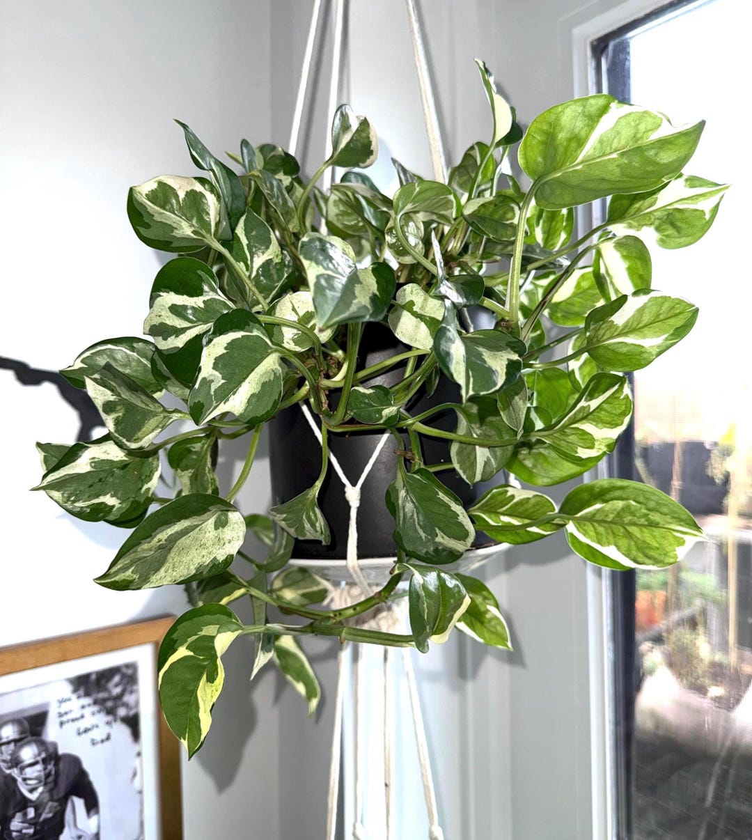 N’joy Pothos : Variegated Indoor House Plant - Etsy